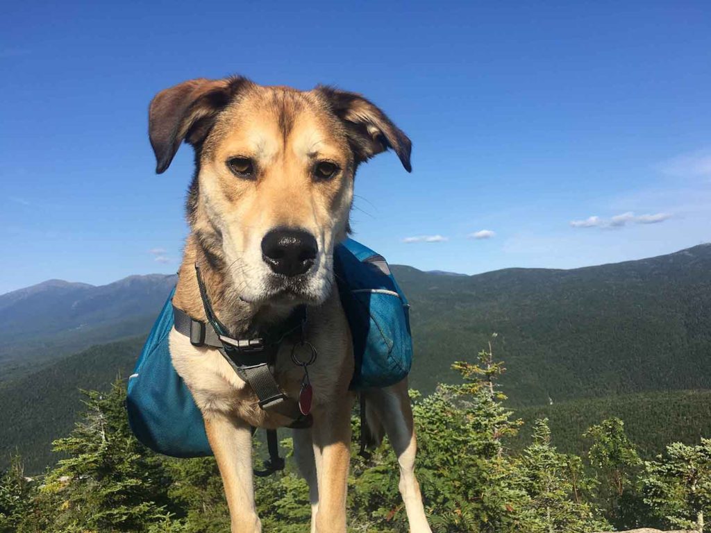Pemi Loop - Hiking with Dogs