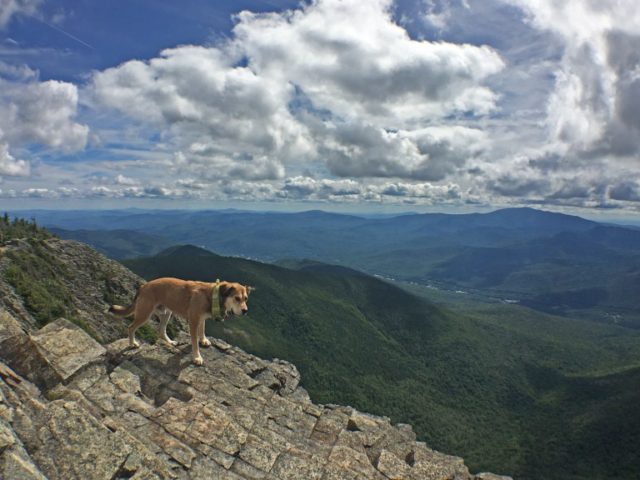 Pemi Loop - Hiking with Dogs
