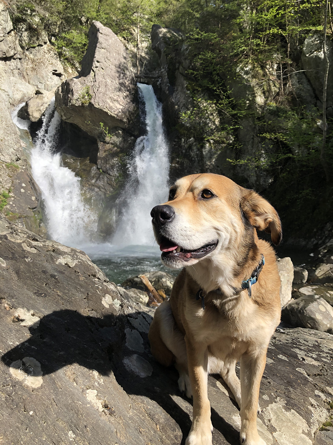 Bash Bish Falls - Hiking with Pups