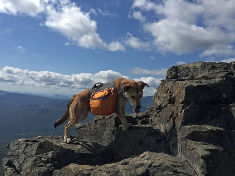 Pemi Loop - Hiking with Dogs