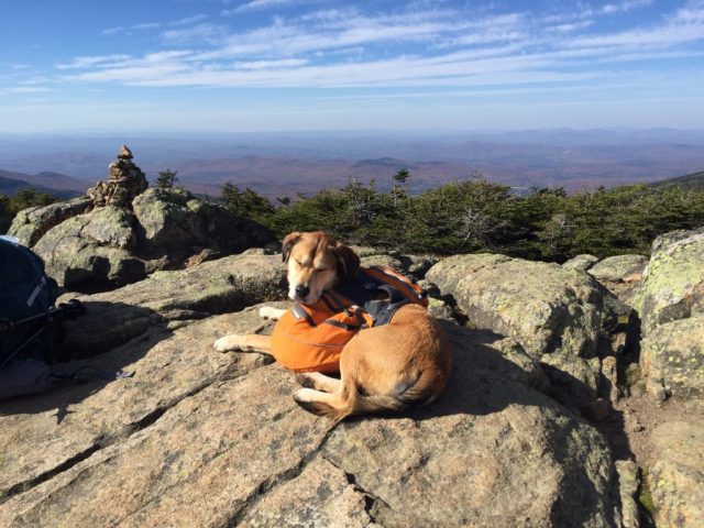 Pemi Loop - Hiking with Dogs