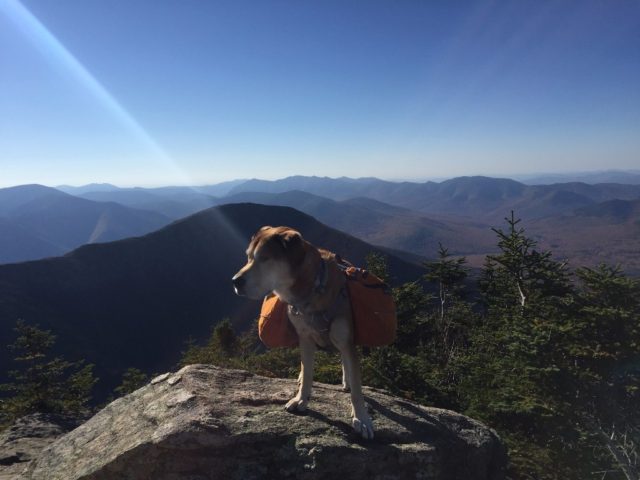 Pemi Loop - Hiking with Dogs